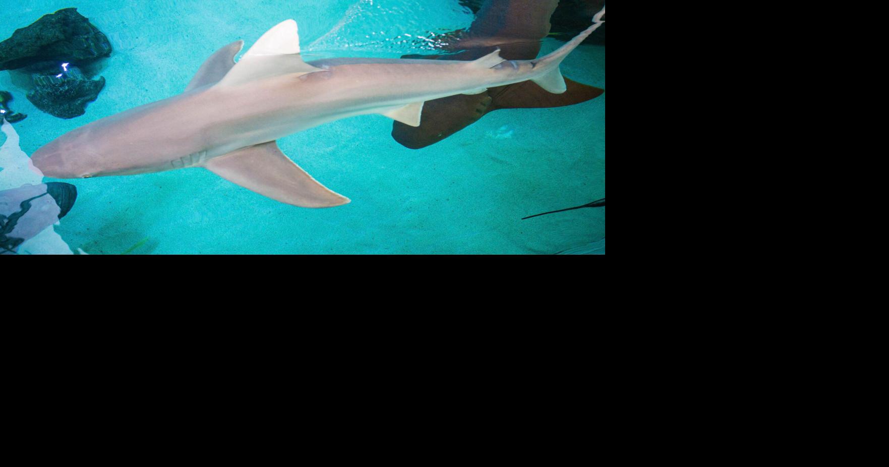 Shark Training | | yoursun.com