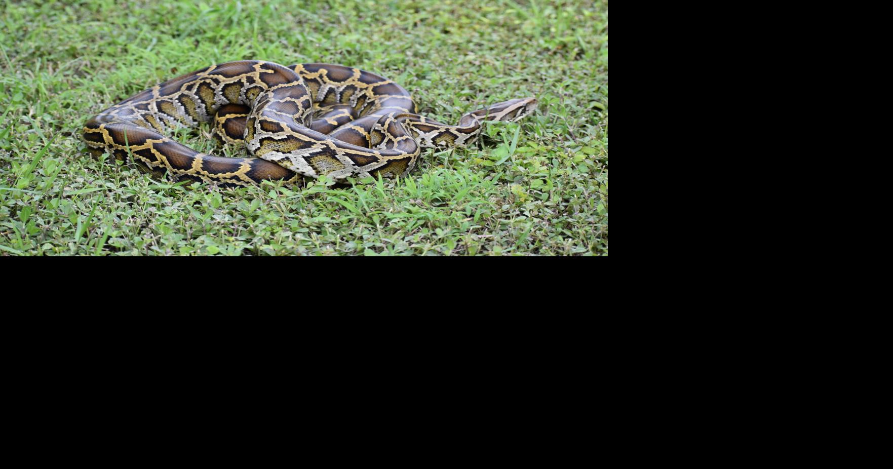 WATERLINE: PATRIC helping fight pythons | Waterline | yoursun.com