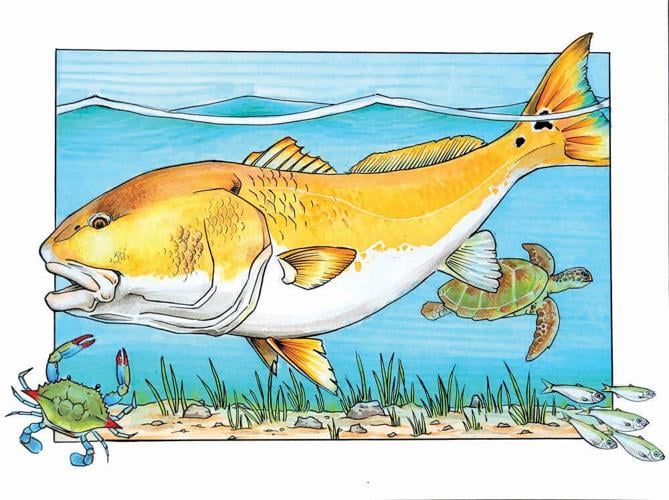 how to draw a cartoon fish for young artists