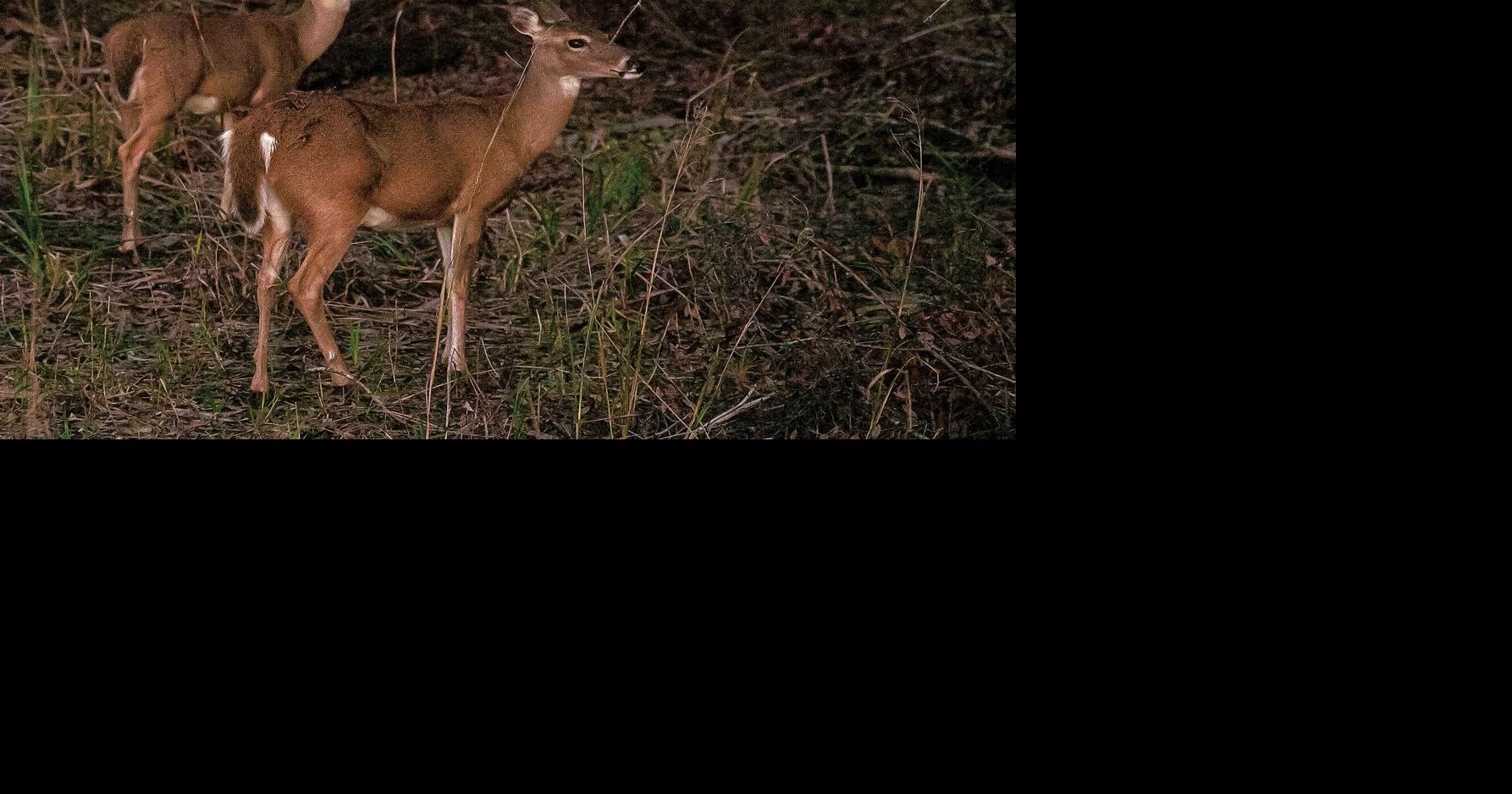 Florida's dinky deer | Waterline | yoursun.com