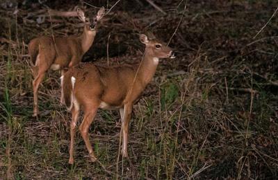 Florida's dinky deer | Waterline | yoursun.com
