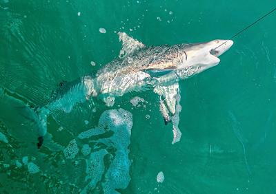 Sharks in a barrel | Waterline | yoursun.com