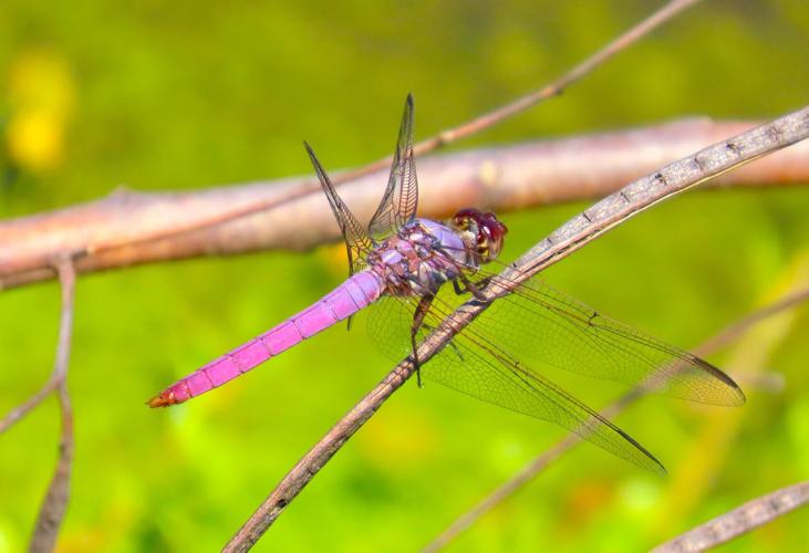 WATERLINE: The striking vision of our dragonflies | Waterline | yoursun.com