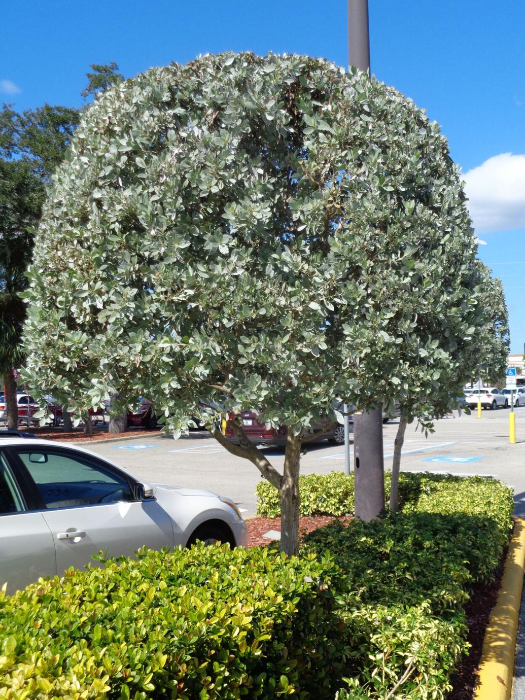 Column: Silver buttonwood – a landscape silver lining | News | yoursun.com