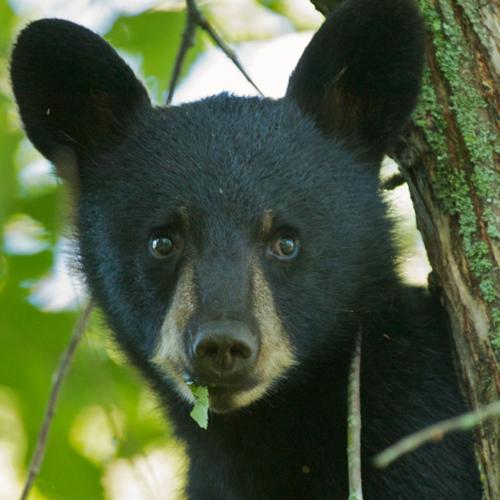Bears in your backyard | News Archives | yoursun.com