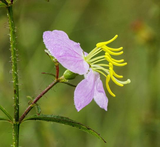 Check out Prairie/Shell Creek Preserve | Waterline | yoursun.com