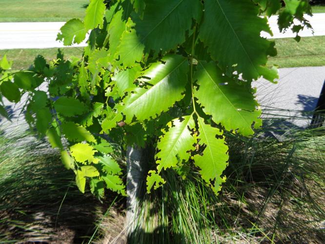 COLUMN: The telltale leaf notcher | Port Charlotte News | yoursun.com