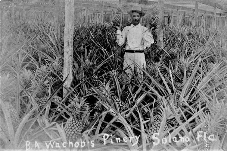 HISTORY COLUMN: Pineapples were part of Punta Gorda's history | News ...