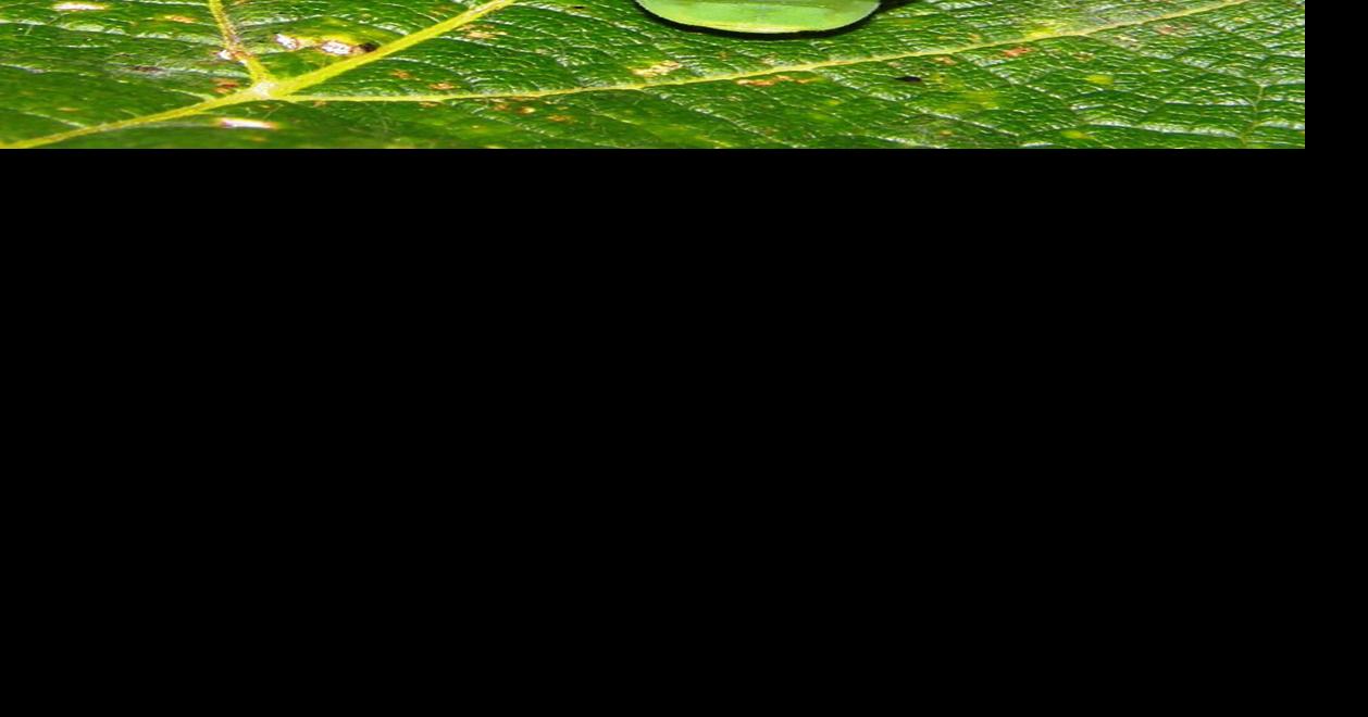 How do insects fool birds? | Waterline | yoursun.com