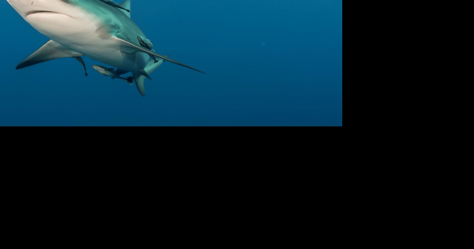 Tarpon angler bitten by shark | Waterline | yoursun.com