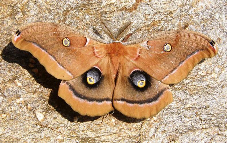 How do insects fool birds? | Waterline | yoursun.com