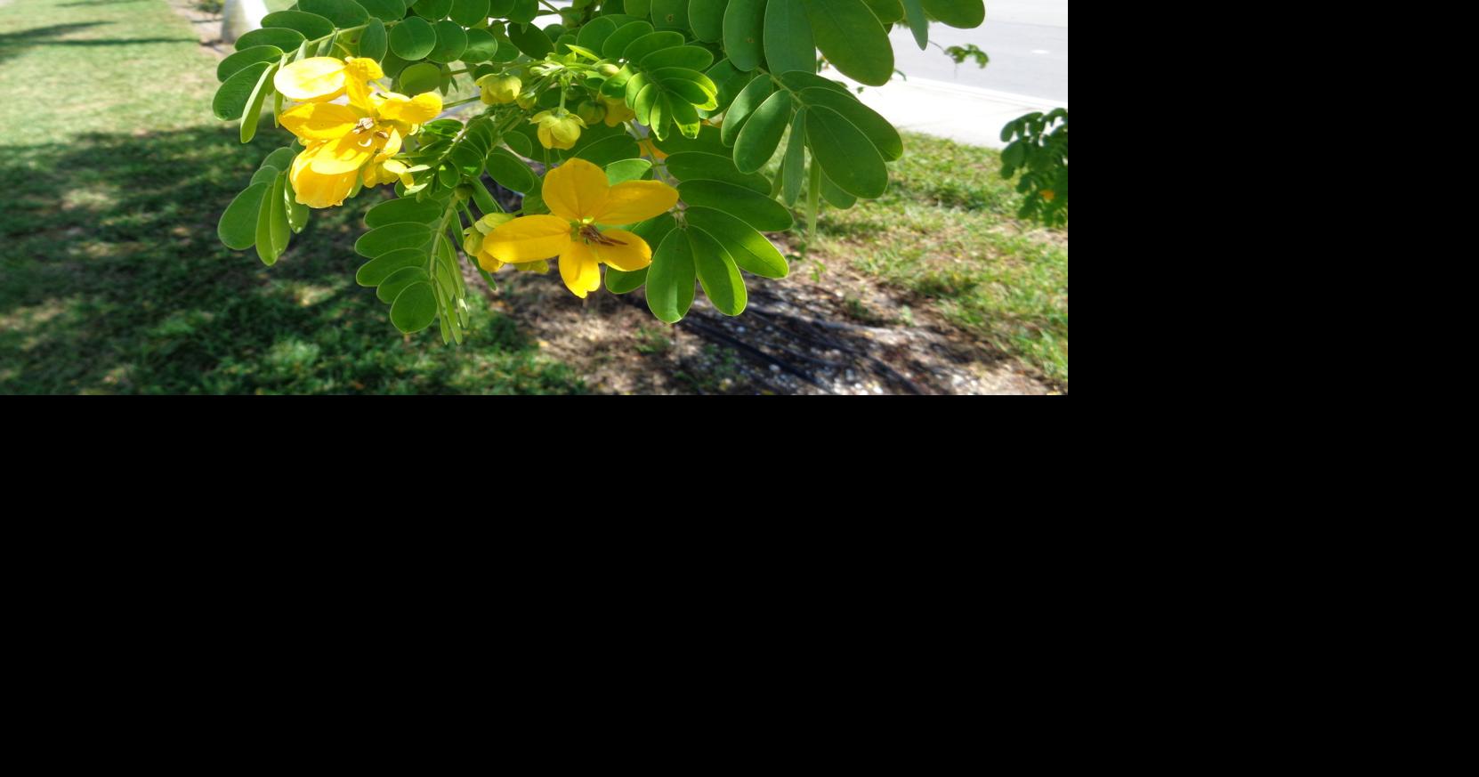 On the landscape menu – the scrambled egg tree | Port Charlotte News ...