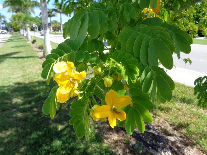 On the landscape menu – the scrambled egg tree | Port Charlotte News ...