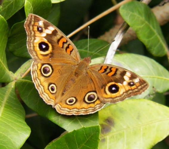 How do insects fool birds? | Waterline | yoursun.com