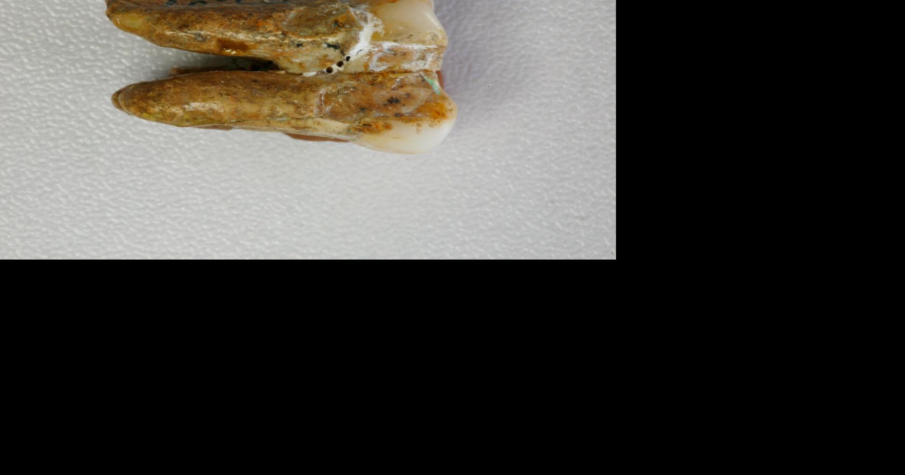 Ancient teeth hint at canoodling between early human relatives ...