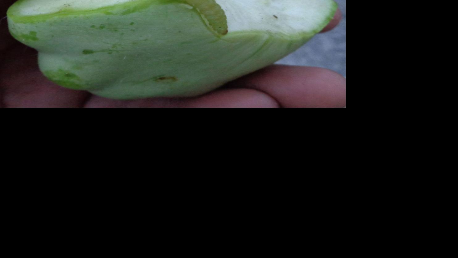 In a real pickle with pickleworms | Daily Break | yoursun.com