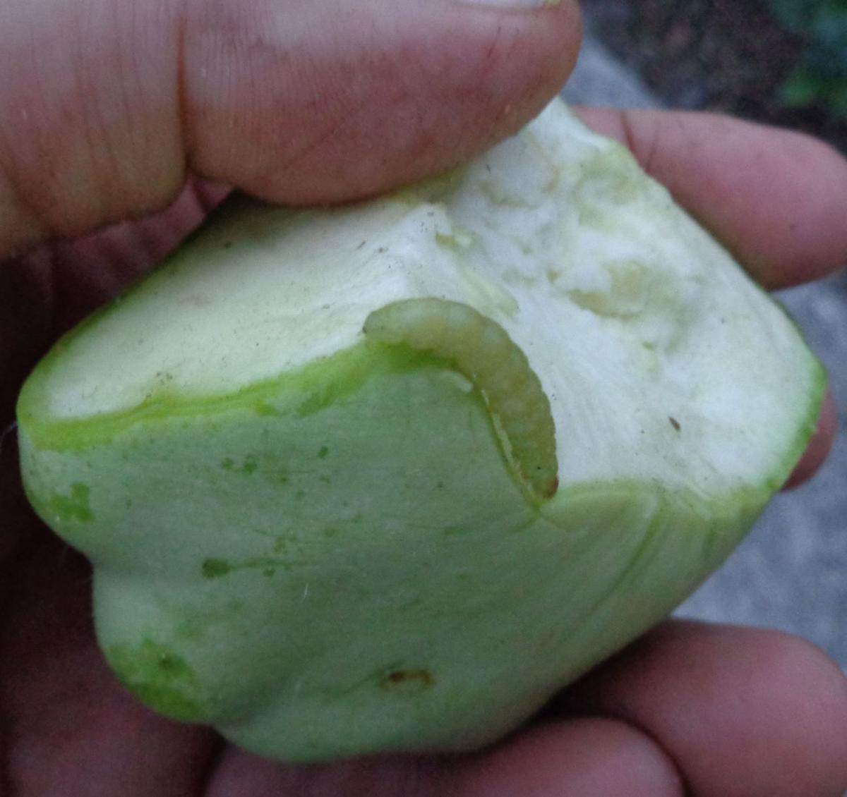 In a real pickle with pickleworms | Features | yoursun.com