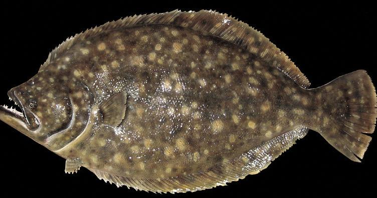 fish profile • flounder | Waterline | yoursun.com