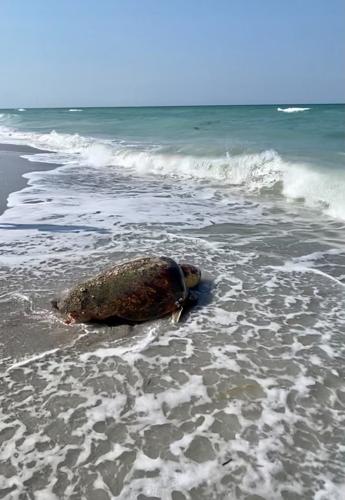 Nesting off to fast start: Turtle patrollers, residents help free ...