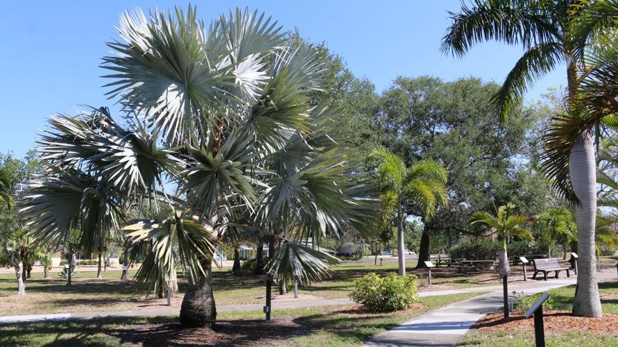 Venice Arbor Day celebration | Go! | yoursun.com
