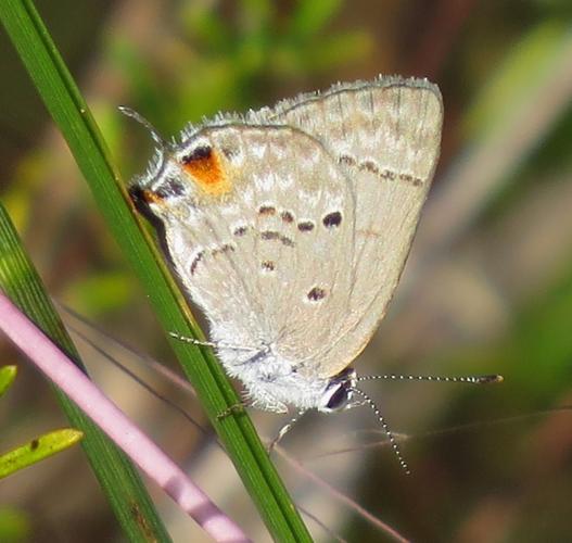 How do insects fool birds? | Waterline | yoursun.com