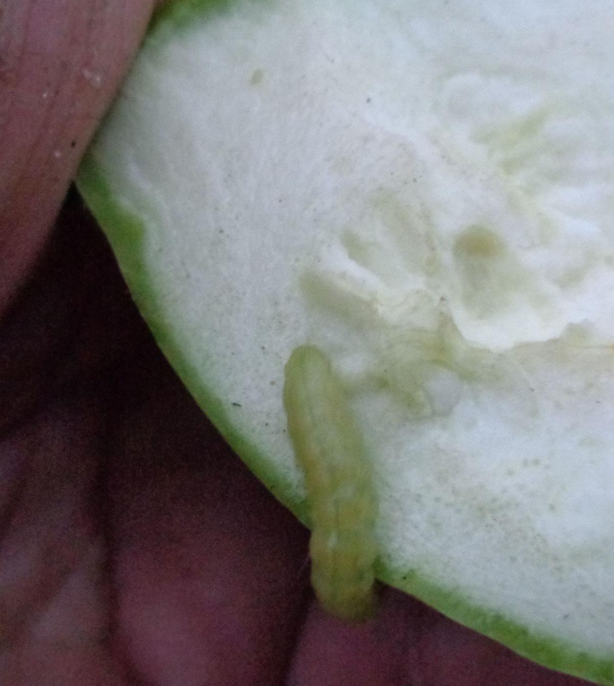 In a real pickle with pickleworms | Features | yoursun.com