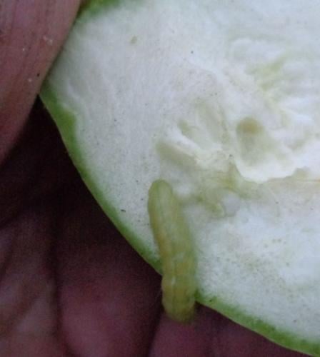 In a real pickle with pickleworms | Daily Break | yoursun.com