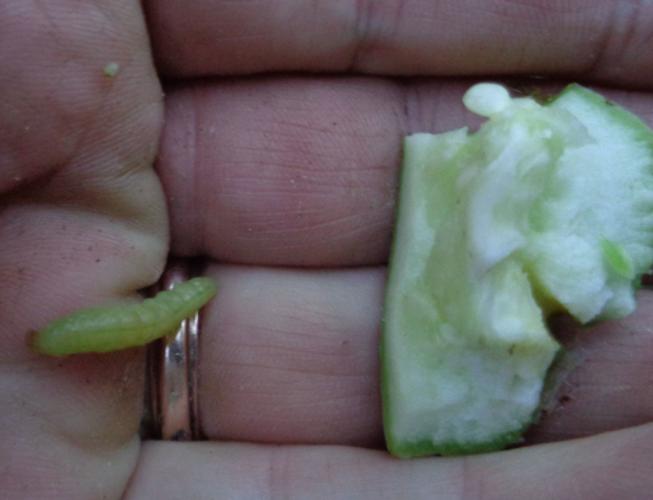 In a real pickle with pickleworms | Daily Break | yoursun.com