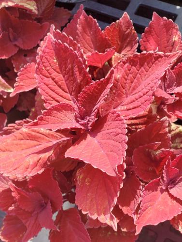 COLUMN: The glorious coleus | Port Charlotte News | yoursun.com