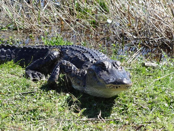 Swamp fever: Alligator mating season approaches | News | yoursun.com