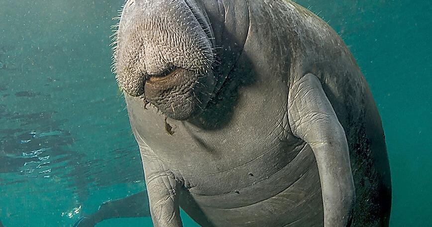 State rebuffed in manatees suit | Waterline | yoursun.com