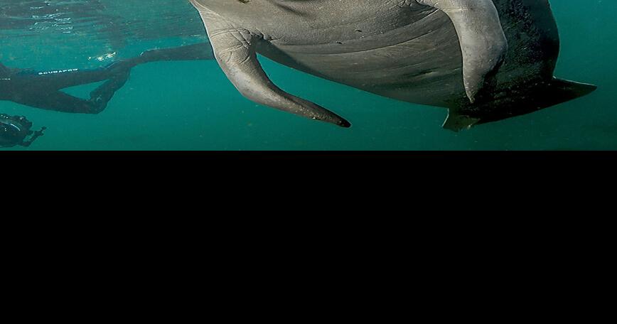 State rebuffed in manatees suit | Waterline | yoursun.com