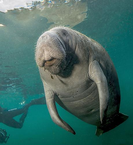 State rebuffed in manatees suit | Waterline | yoursun.com