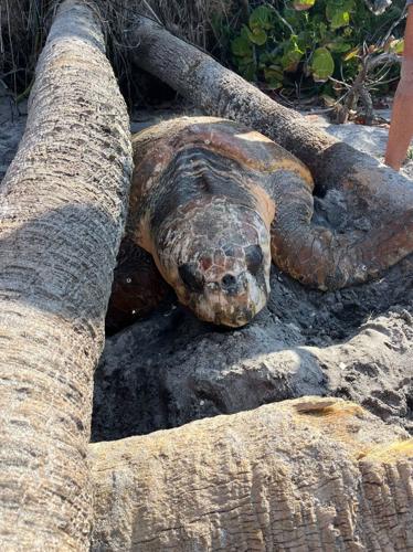 Nesting off to fast start: Turtle patrollers, residents help free ...