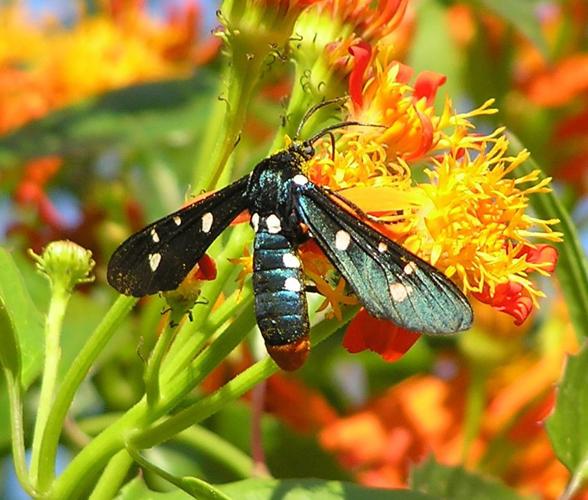How do insects fool birds? | Waterline | yoursun.com
