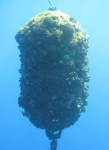 Gulf fish farm gets federal approval ... again | News | yoursun.com