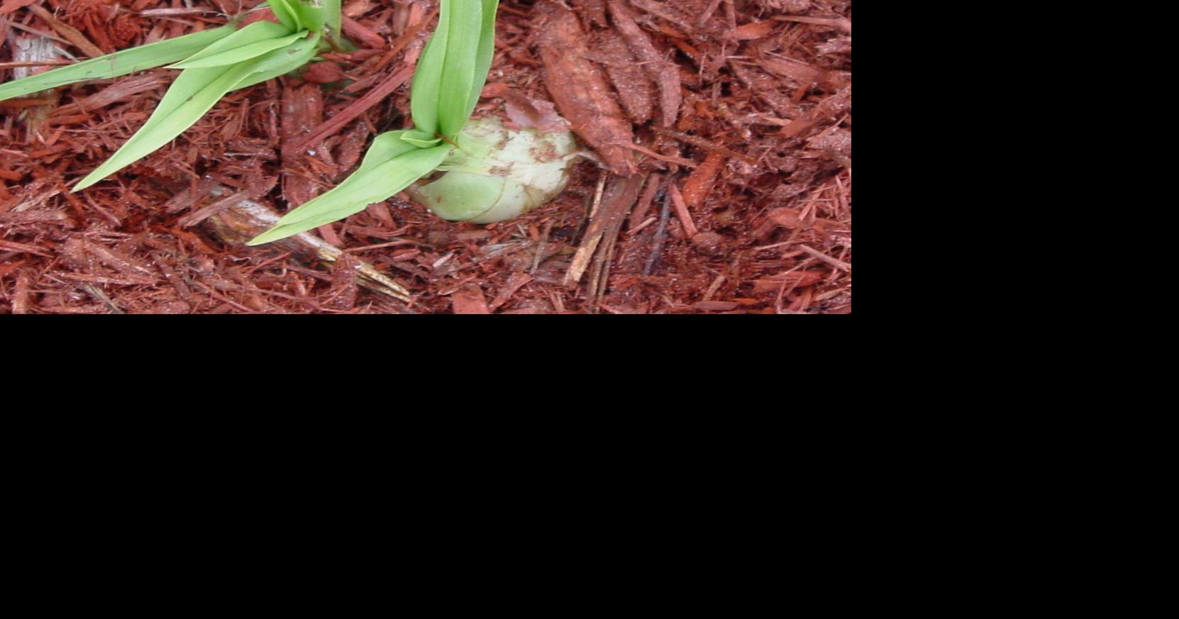 Invasive orchid resurgence in Charlotte County | News Archives ...