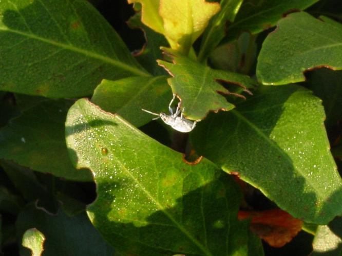 COLUMN: The telltale leaf notcher | Port Charlotte News | yoursun.com