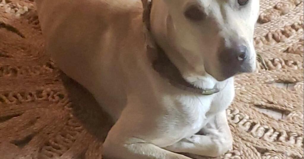 Rhett and Abby hope to find their forever homes | Port Charlotte News ...