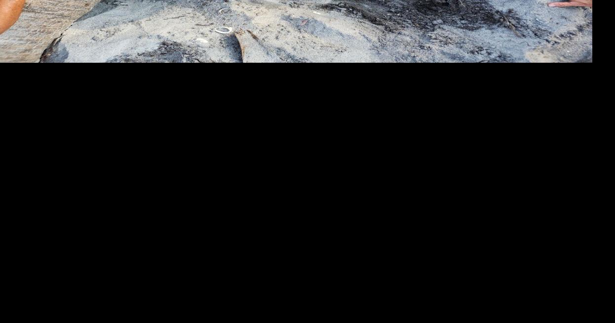 Nesting off to fast start: Turtle patrollers, residents help free ...