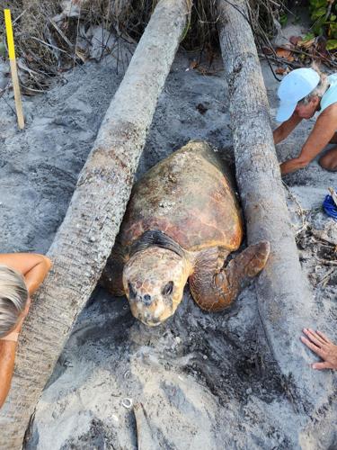 Nesting off to fast start: Turtle patrollers, residents help free ...