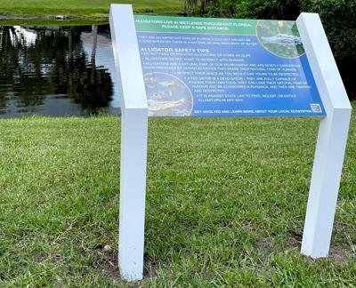 Boca Royale permitted to remove nuisance gators | The Daily Sun ...