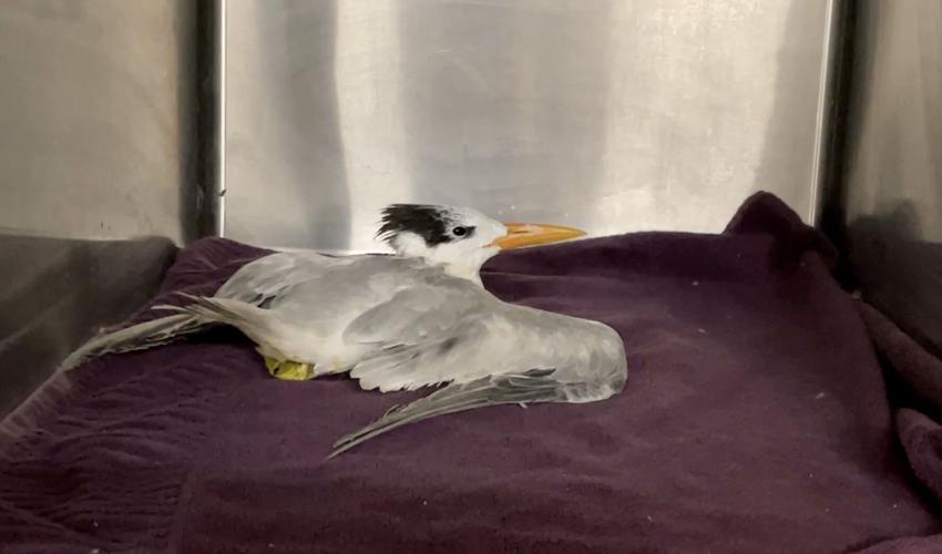 Red tide affects animals | The Gondolier | yoursun.com