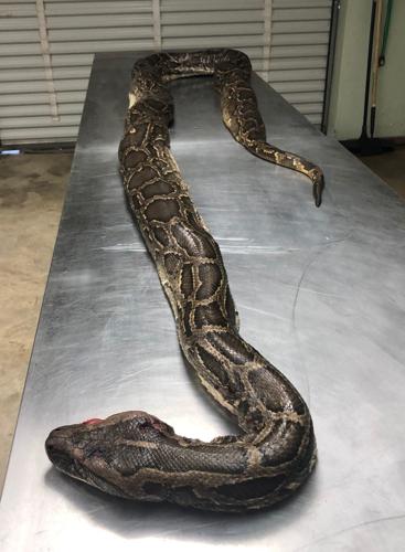 Near record-setting snake caught by local men | Sebring | yoursun.com