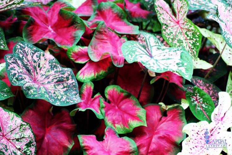 Caladiums originated in Amazon rain forests | Newsarchives | yoursun.com