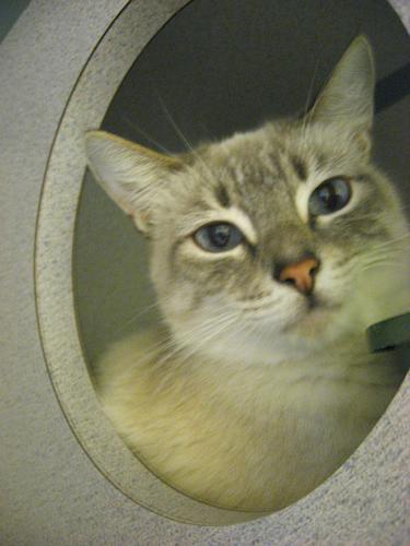 AWL pets of the week | News Archives | yoursun.com