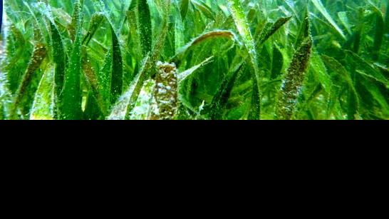 Thousands of acres of seagrass gone in Charlotte Harbor | News ...