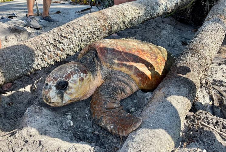 Nesting off to fast start: Turtle patrollers, residents help free ...