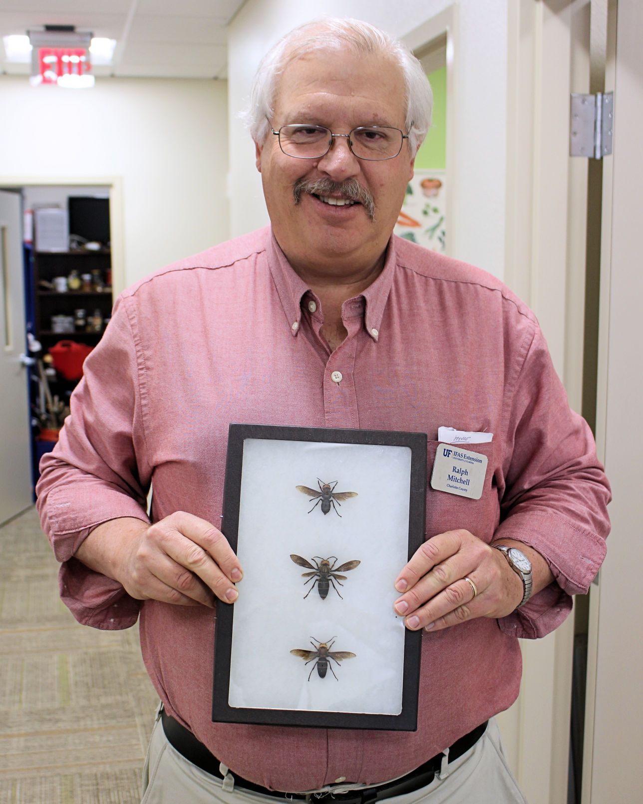 Should we fear the 'murder hornet'? | News | yoursun.com