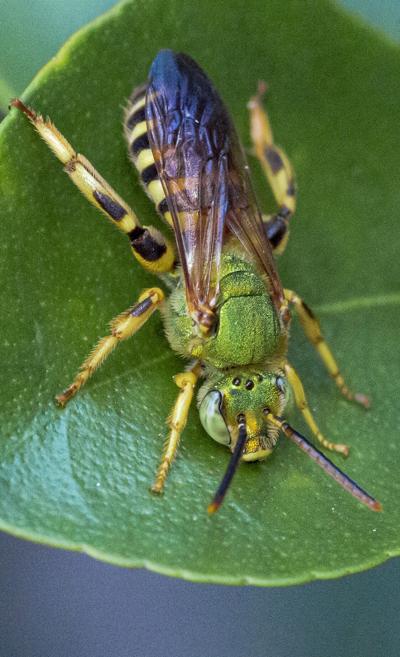 Chased by bees? You're probably imagining it, unless that bee is green ...
